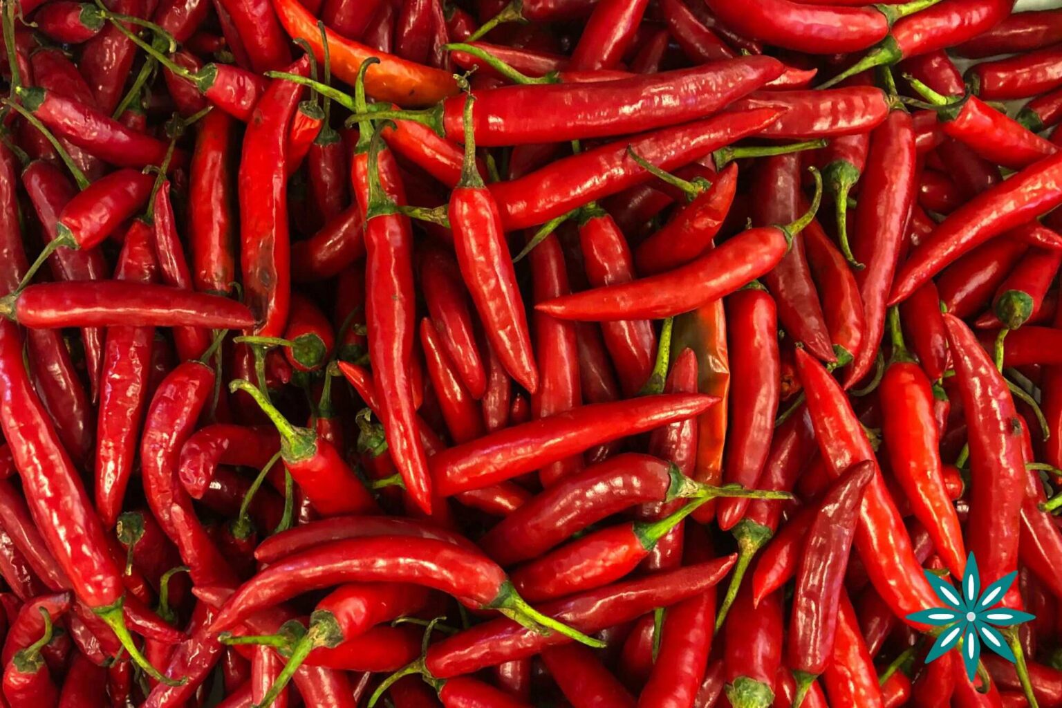 Understanding ASTA Value in Chillies: A Comprehensive Guide | Celli Exports